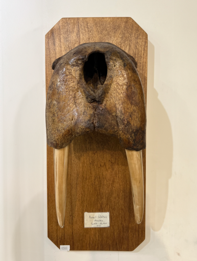 Fossilized Walrus Skull – Cornerstone Minerals