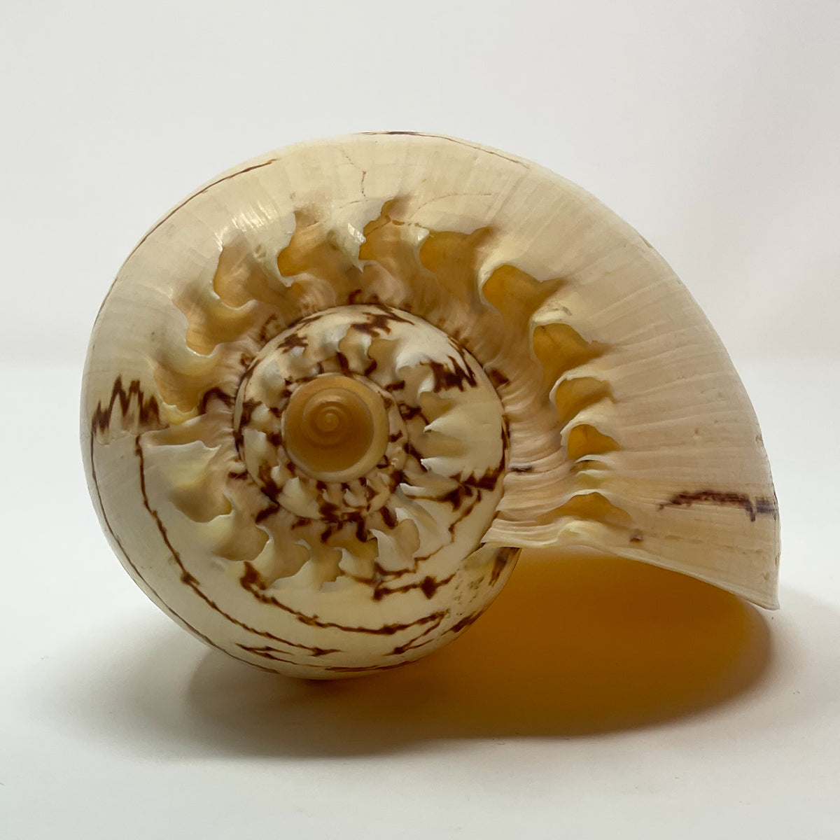 Crowned Baler Shell (Melo aethiopus) from the Philippines – Cornerstone ...